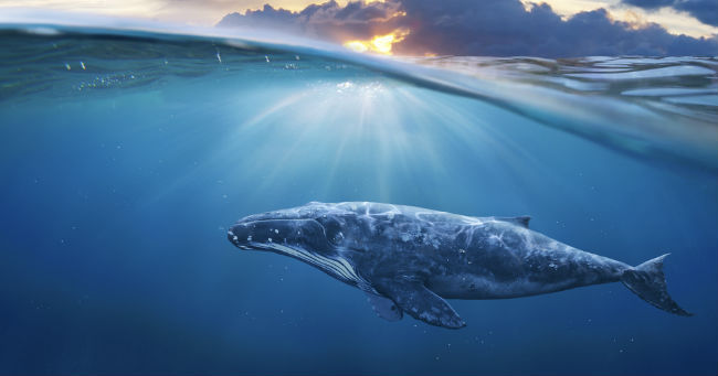 dentro il ventre di una balena